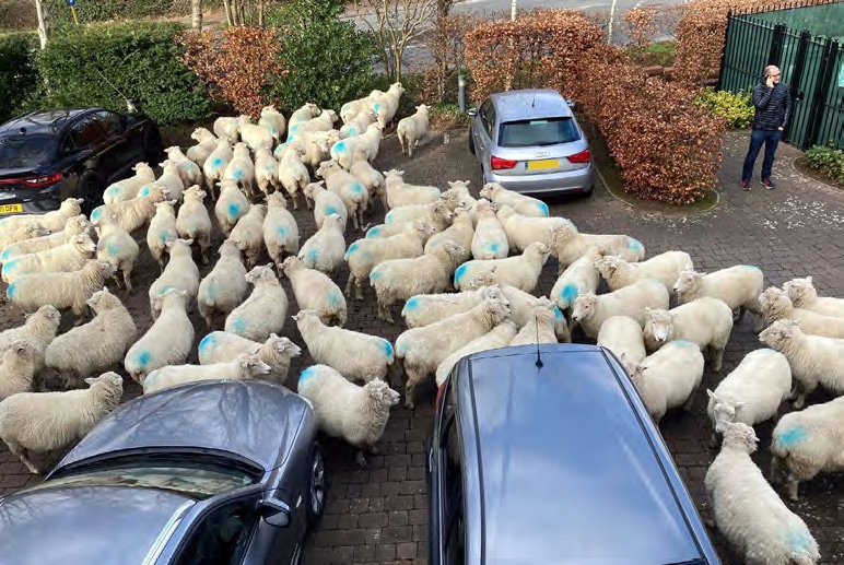 Sheep escape in Storm Ewe-nice chaos