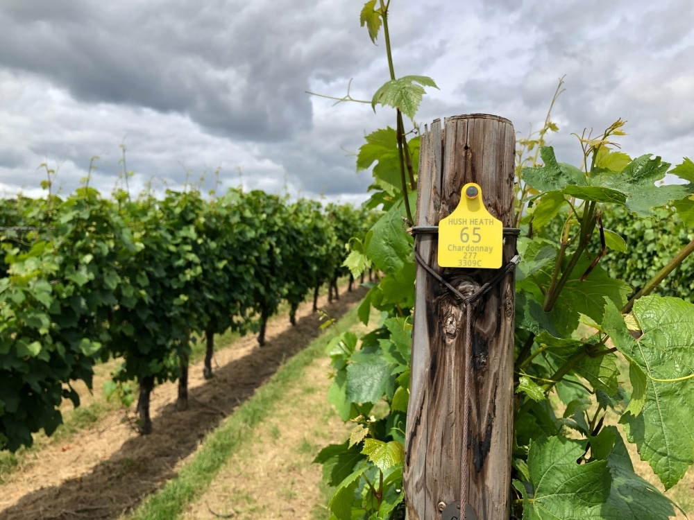 A taste of success: Hush Heath