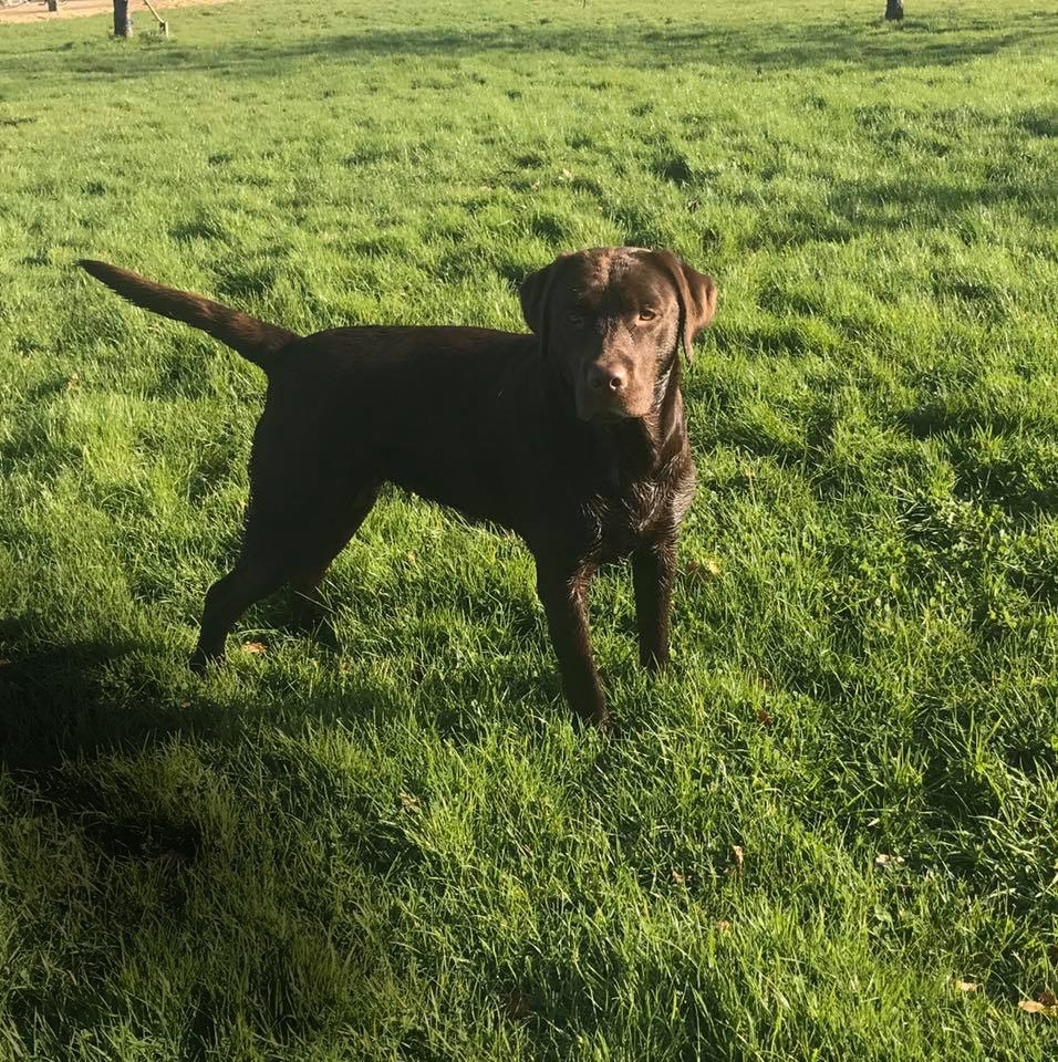 Pets at Home raises thousands for Cranbrook Labrador Rescue home